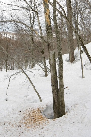 3ページ目 スキー場で見つける動物の足跡や食べ跡雪上のフィールドサイン講座キジ博士のナチュラリスト入門 vol 10トラベル