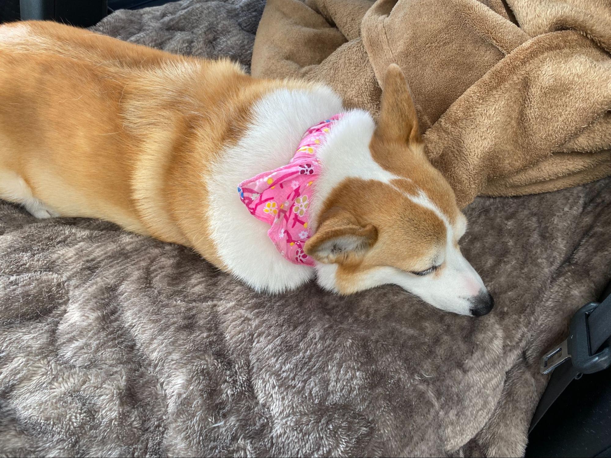 (2ページ目) 「車中泊」がペット連れ旅行に最適である理由！ 愛犬と一緒に楽しむための注意点と「トイレ問題」解決策｜キャンプ｜コラム ...