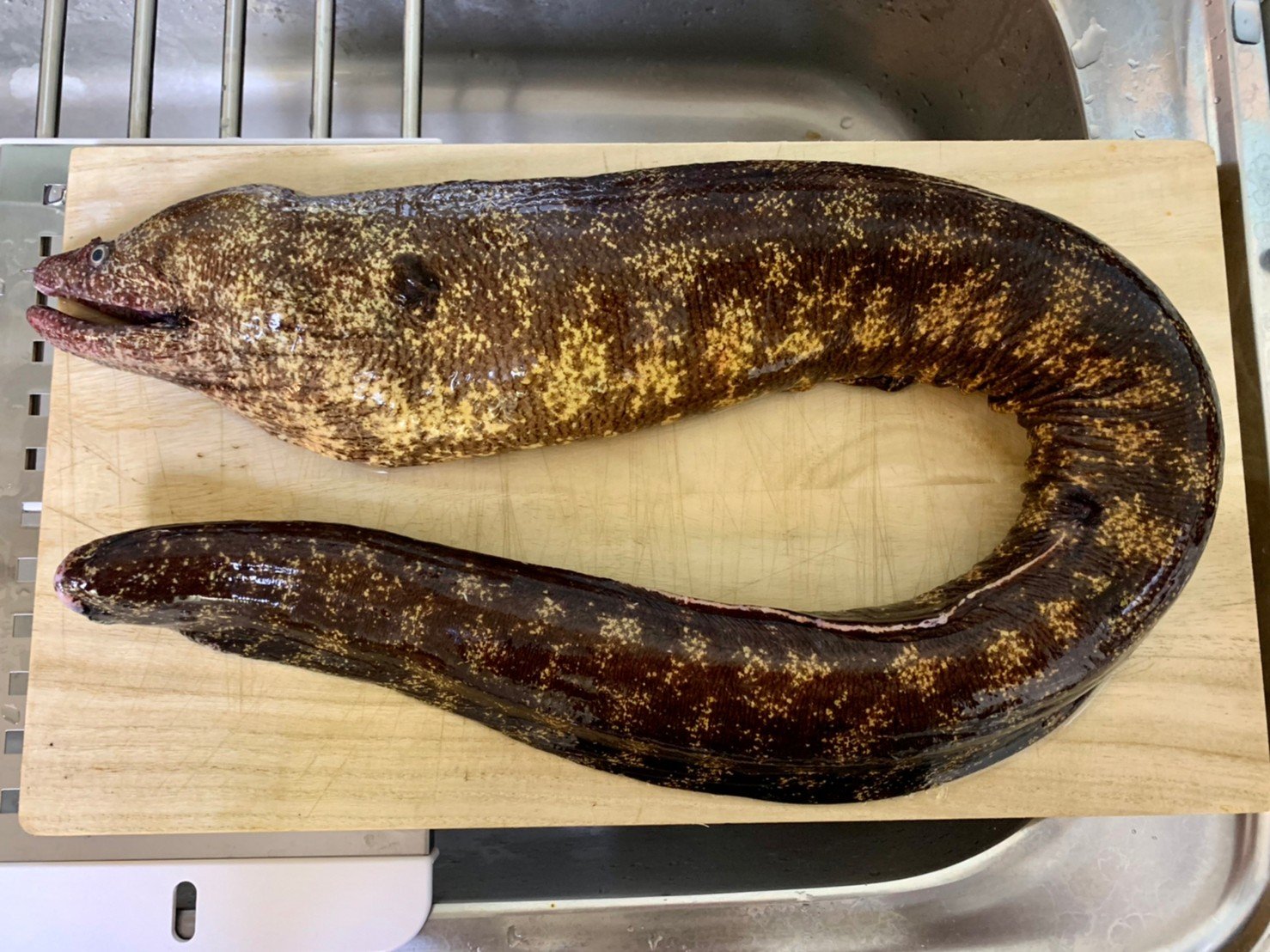 嫌われモノでも…実は美味！ 釣れすぎる冬の「ウツボ釣り」の魅力とウマすぎる「ウツボ料理」リポート｜アクティビティ｜ニュース｜BRAVO ...