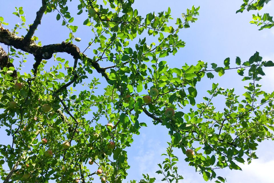 (2ページ目) 過去最悪の「クマ被害」！ 「人身被害全国1位」秋田県在住ライター「車・公園・果樹園…」いつでも、どこでも、誰でも遭遇のリスク【現地レポ】｜レポート｜BRAVO MOUNTAIN