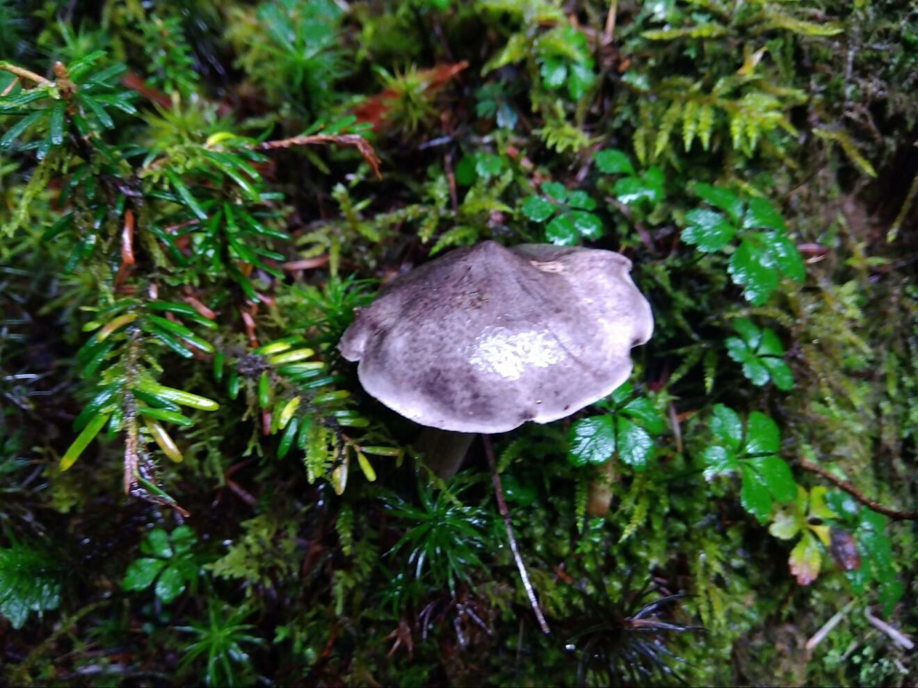 往復約2時間で「絶景2座登頂OK」の人気コース！ 大弛峠から「北奥千丈岳・国師ヶ岳」 富士山＆南アルプス展望と、キノコたちがお出迎え！｜登山 ...