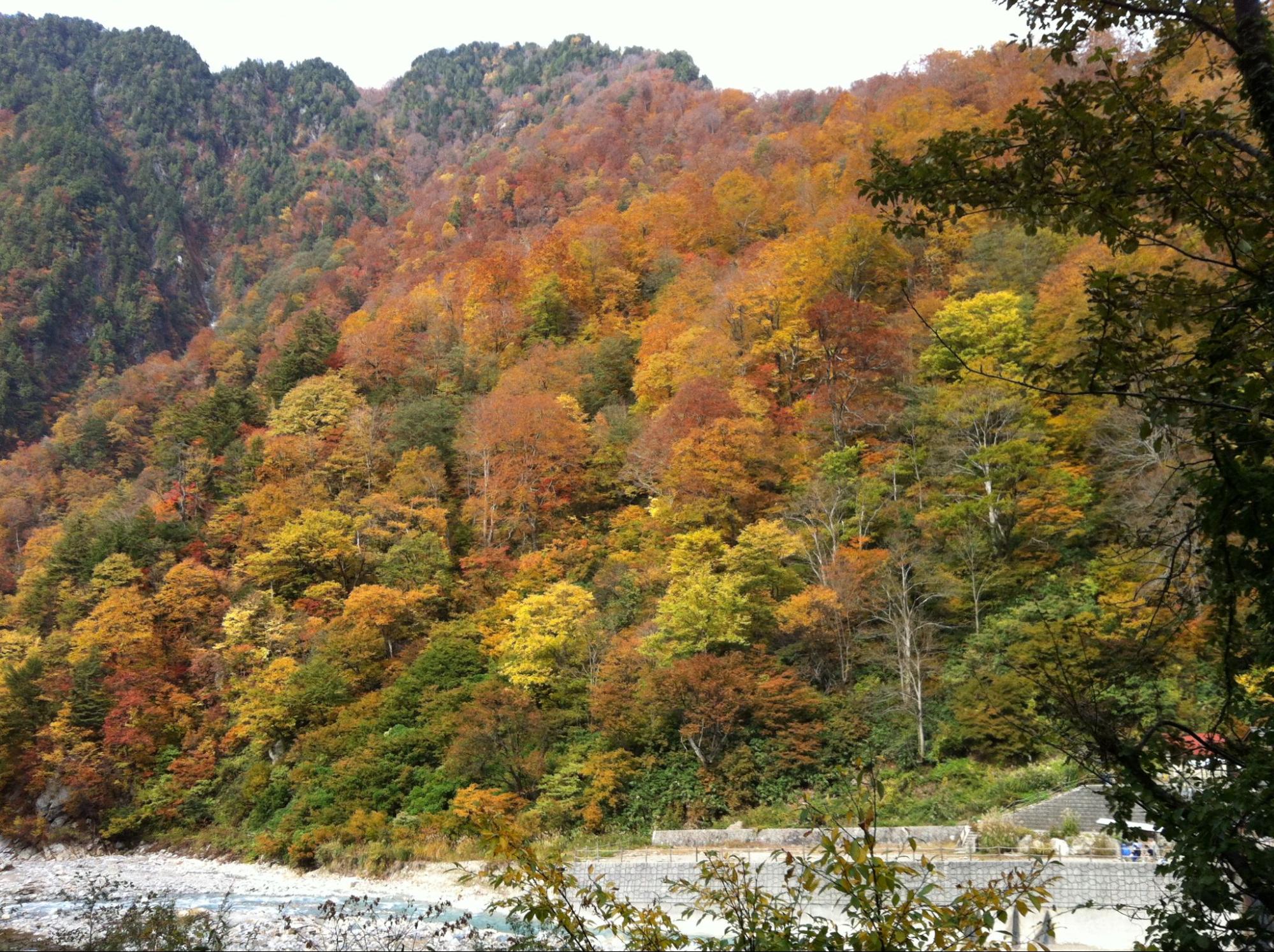 恐怖の牛65頭襲撃の忍者ヒグマ「OSO18」も話題！ 登山中の「クマ対策」と遭遇時の「絶対NG事項」｜登山｜ニュース｜BRAVO MOUNTAIN