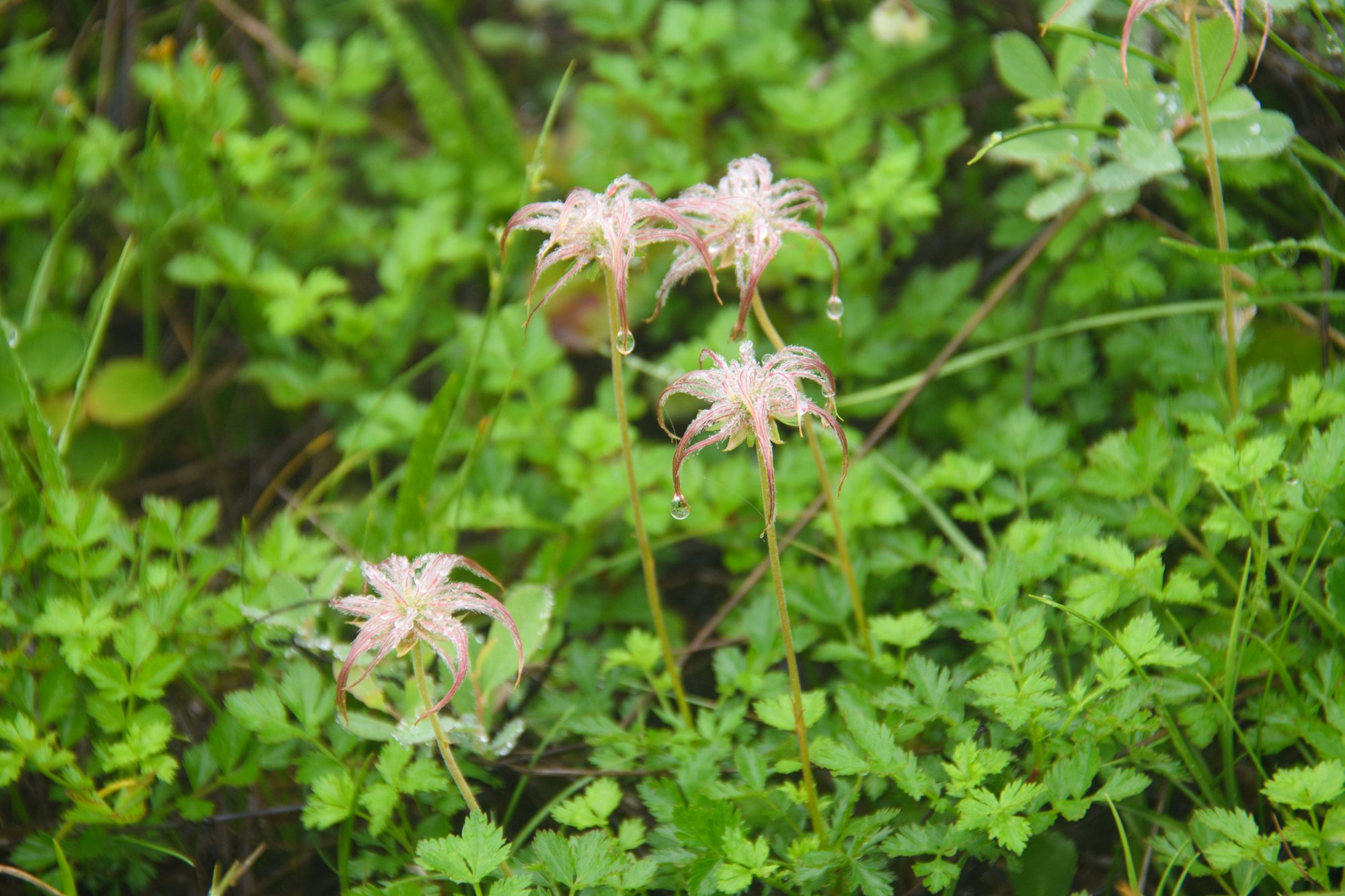 (2ページ目) 雨でも全然楽しい?! 栂池自然園の「MIKKETA！（ミッケタ）」は大人も十分楽しめる“自然体験プログラム” 自然園のお隣り！ 雲上の特等宿「栂池山荘」では自慢の“地の料理”を ...